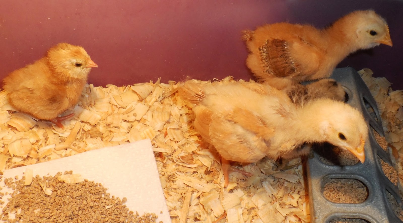 Sunflower Hill Homestead: Busy, Busy Bee