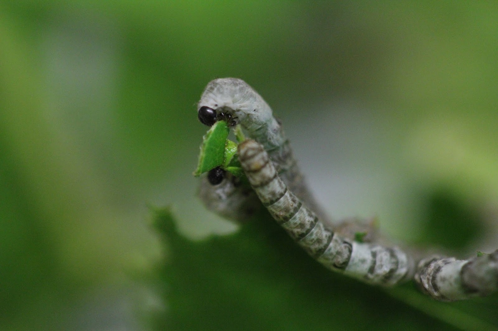 Amazing Silkworms: Silkworm Photoshoot