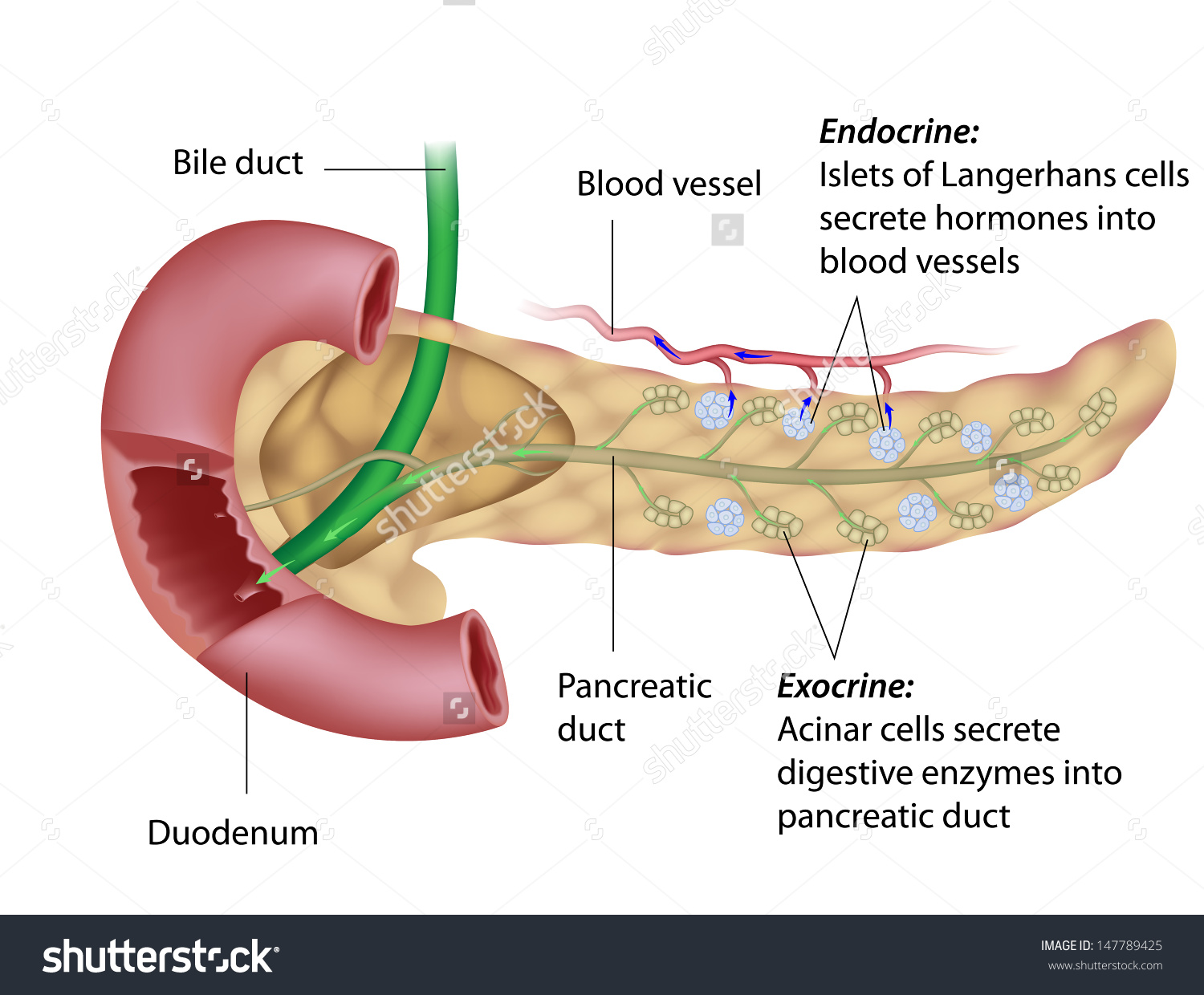VIVA JOY HEALTH: Your best friends – HORMONES