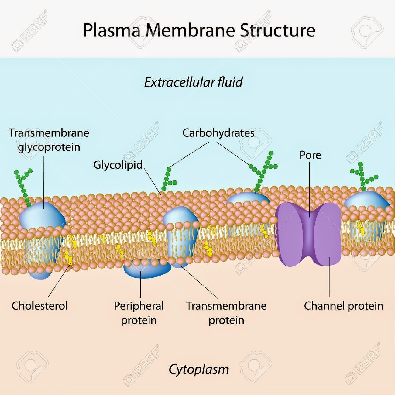 E-BBM | SMKR: Biologi Tingkatan 4
