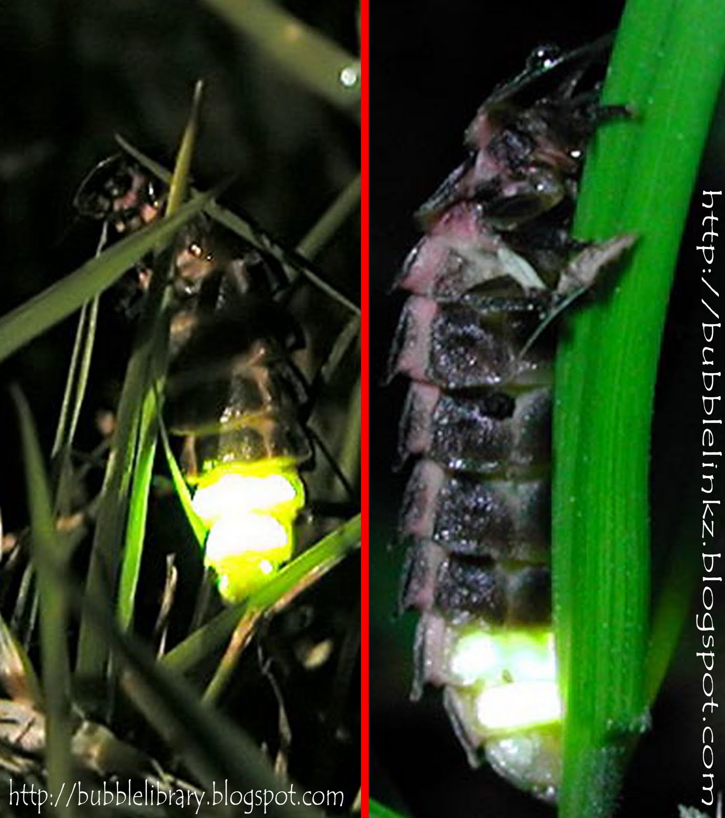 B u B b L e L i B R A R Y: What makes a glow-worm glow?