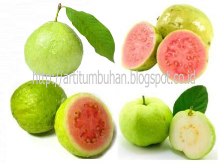JAMBU BATU (PSIDIUM GUAJAVA) | Tentang Tumbuhan