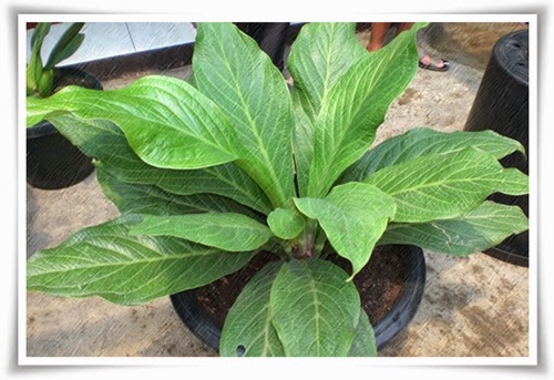 Jenis Tanaman Hias Bunga Anthurium Paling Populer - Pesona Tanaman Hias