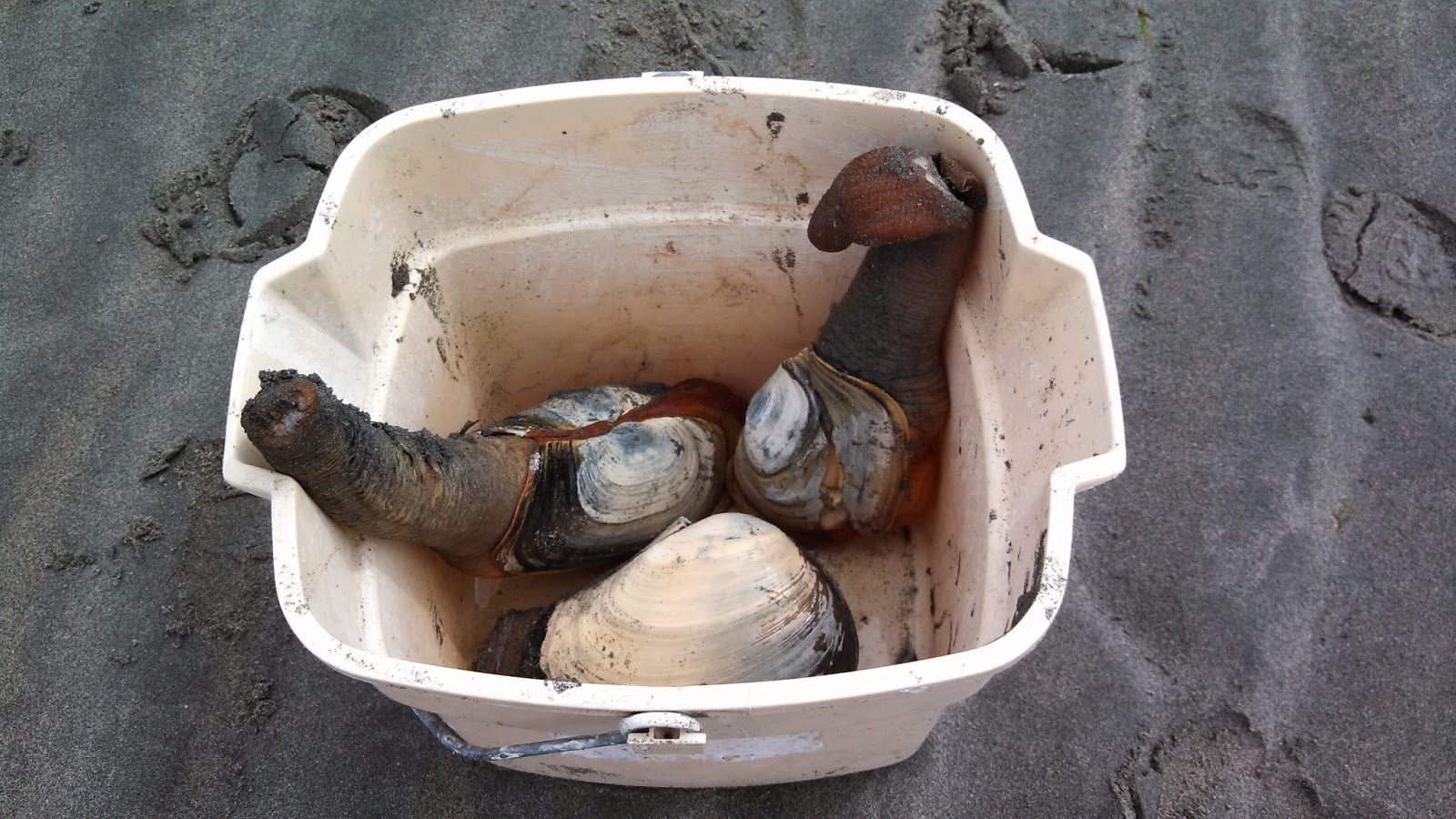 Digging for Ducks - Charlie's Weather