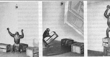 El Viaje de Telémaco: Chimps, progressive linear assumptions and ...