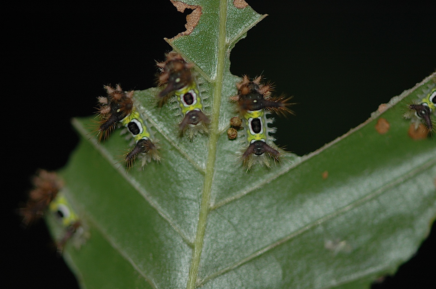 Field Biology in Southeastern Ohio: Back to Wakeena