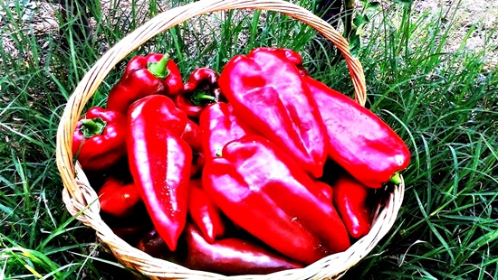 Cum Să Faci O Cultură De Ardei Kapia - Cum să faci o grădină