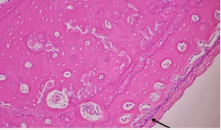 Atlas Histologia Animal: Tecido Ósseo Compacto
