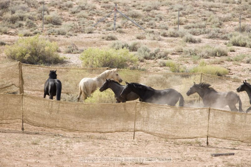 Save the Mustangs: Photos of BLM Roundups