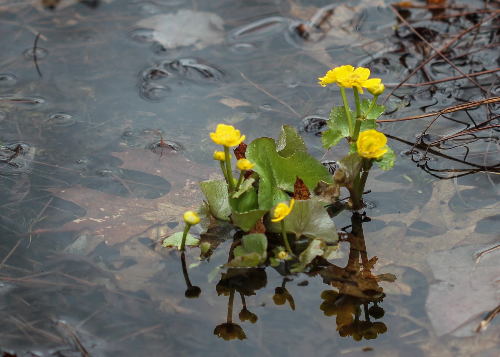 Red House Garden: The Marsh Marigold, Herald of Spring