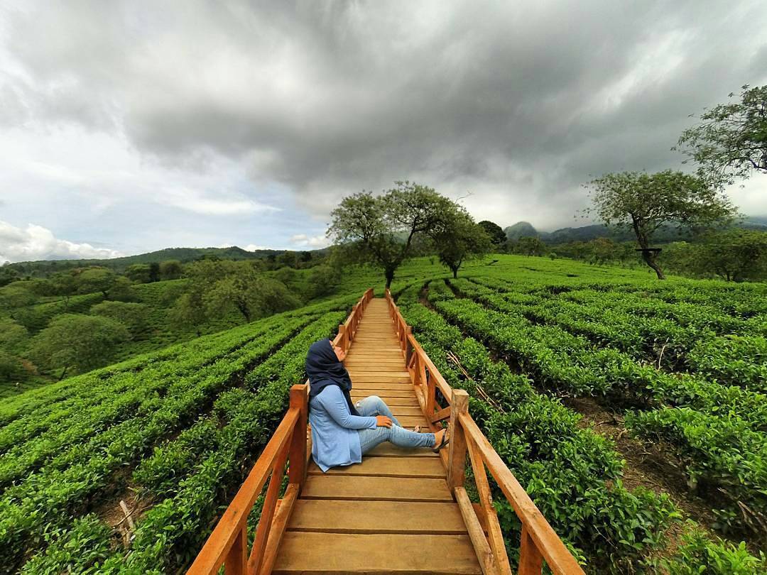Kebun Teh Wonosari Malang yang Sejuk - Tugas Minggu