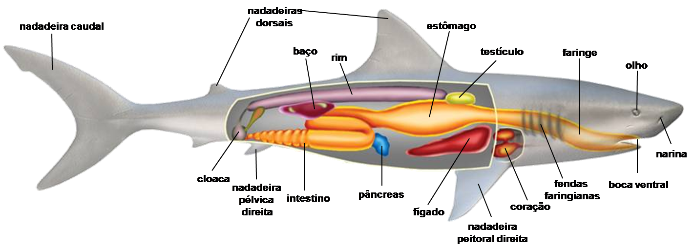 Ciências Biológicas: Peixes – Classe Condrichthyes (Condríctes)