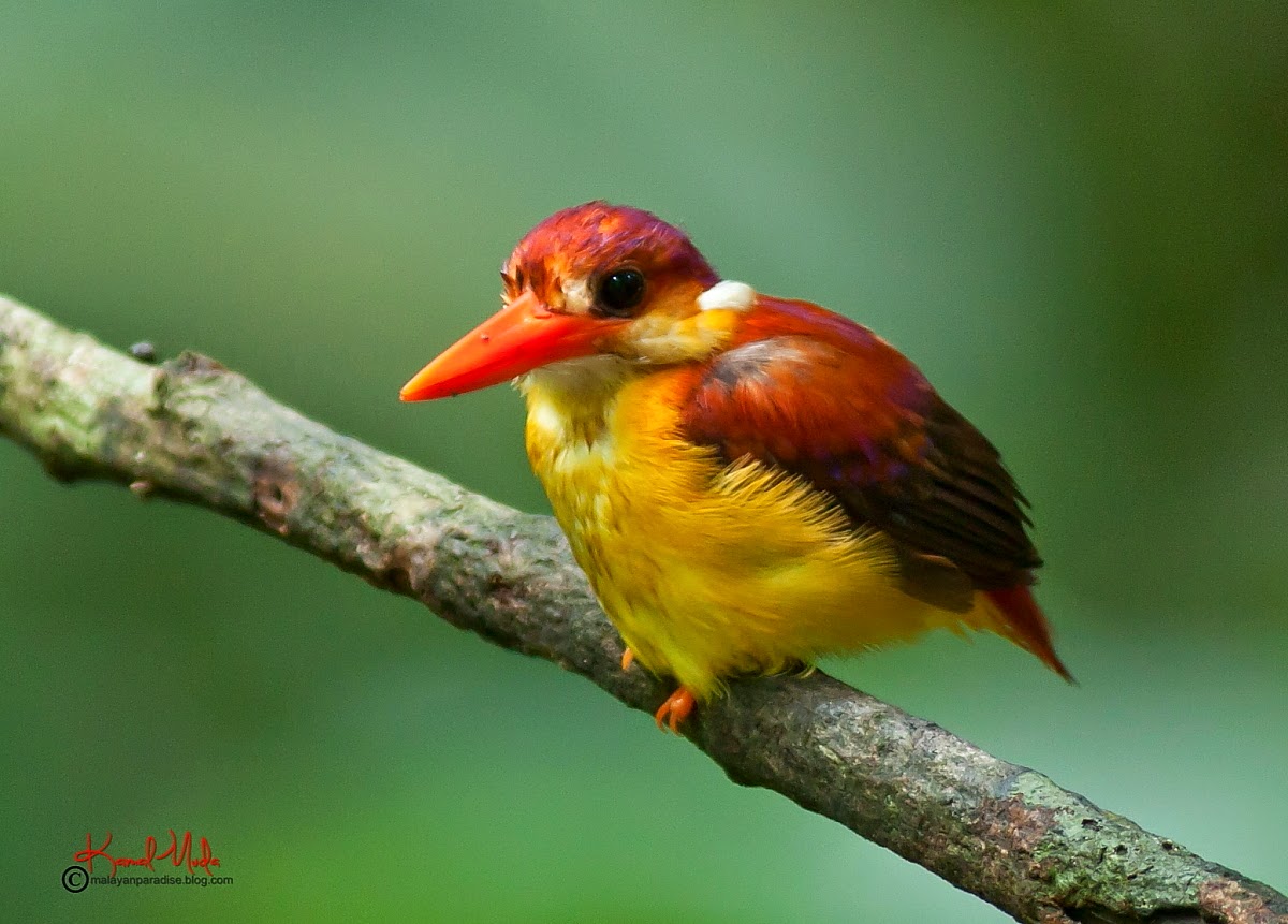 SOUTH EAST ASIA BIRDS - Malaysia birds paradise: Rufous-backed ...