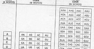 Kode - Kode Genetik dan Penelitian Para Ahli Dalam Substansi Genetik ...