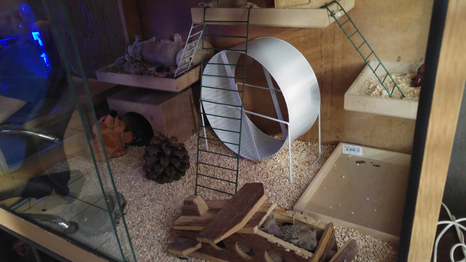 Tiny Tenrecs: Home Sweet Home