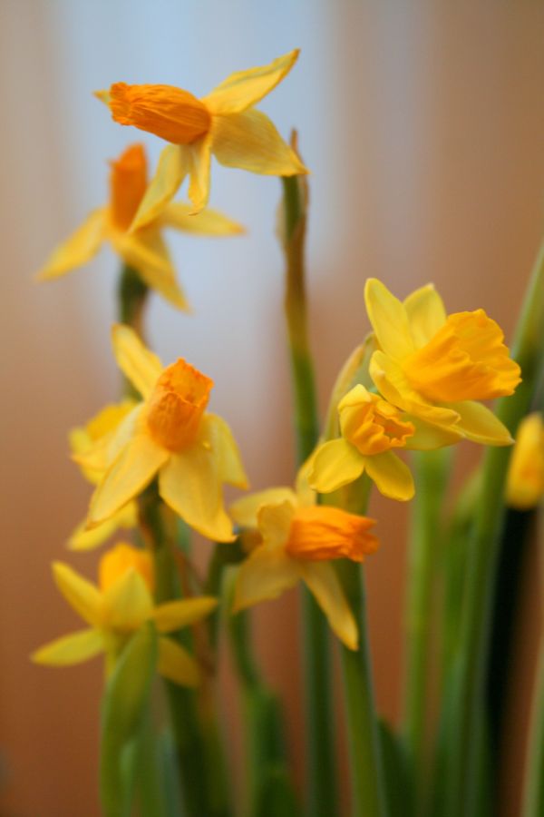 All the Pretty Things: Focus on life: Week 7 - The beauty of Flowers