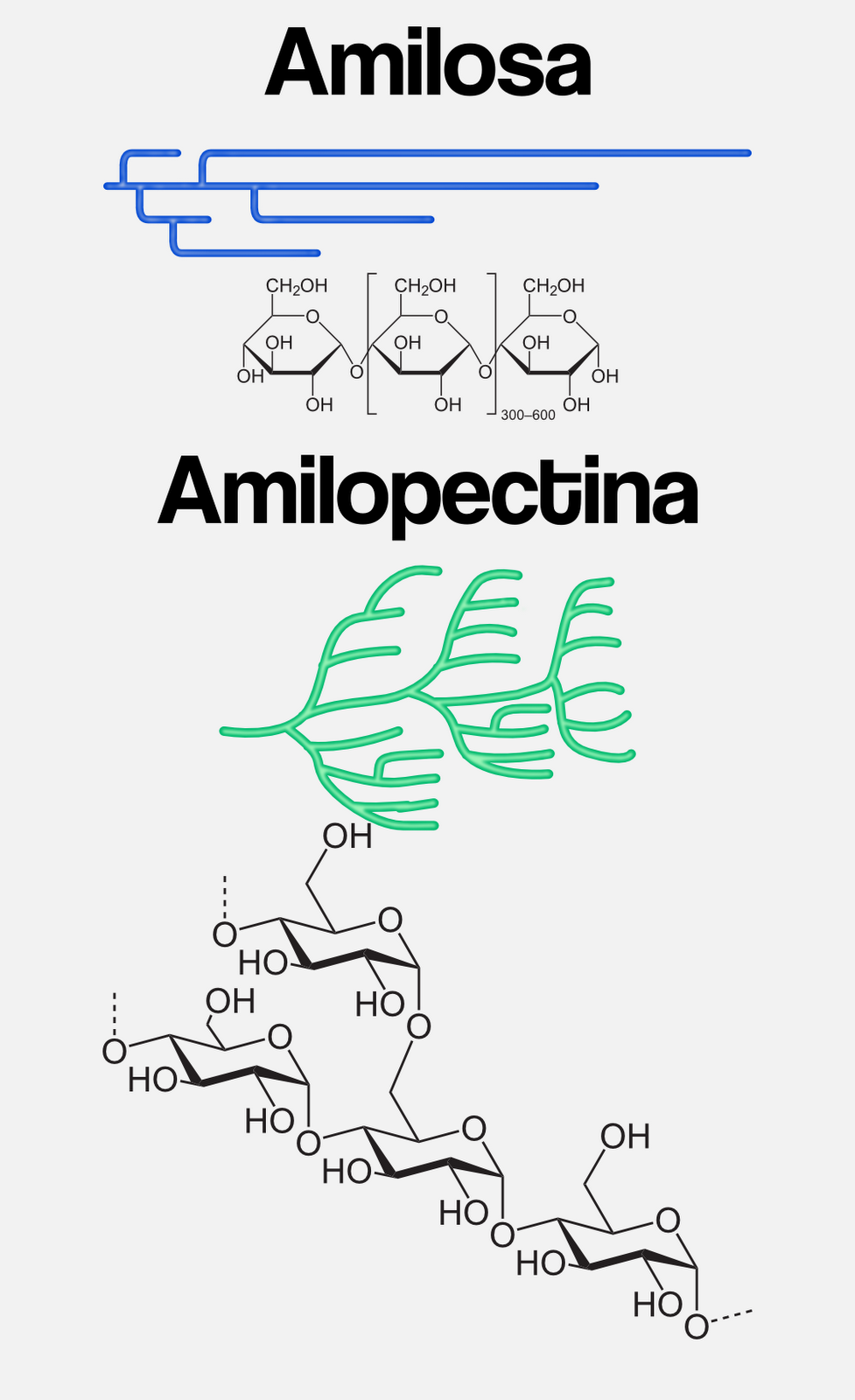 PlASTIDIOS, ENZIMAS Y ALMIDON: Estructura Amilosa y Amilopectina