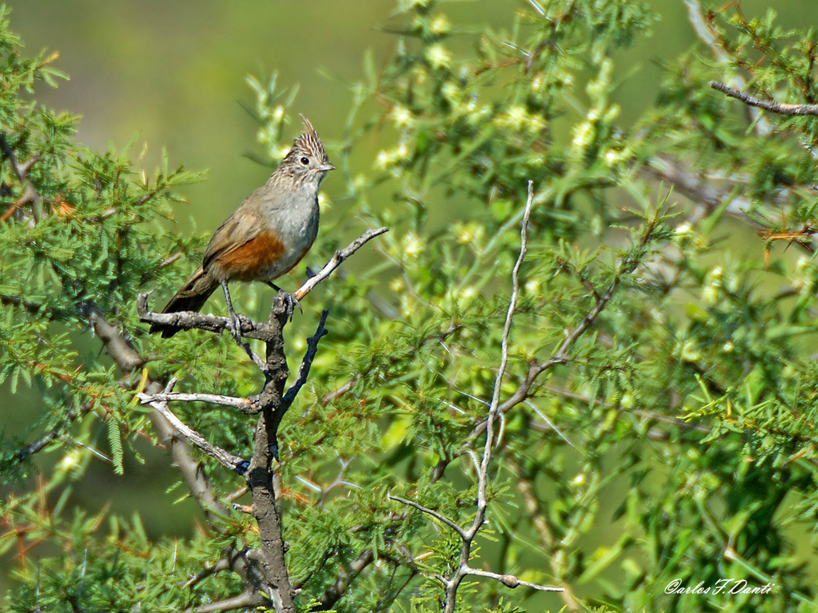 Naturaleza en San Francisco del Monte de Oro: GALLITO COPETÓN ...