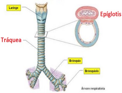 E-Natura Educativa: sistema respiratorio