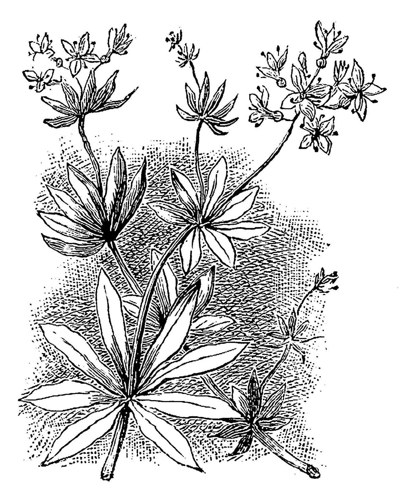 Digital Stamp Design: Wildflower Illustrations Artwork Drawings Vintage ...