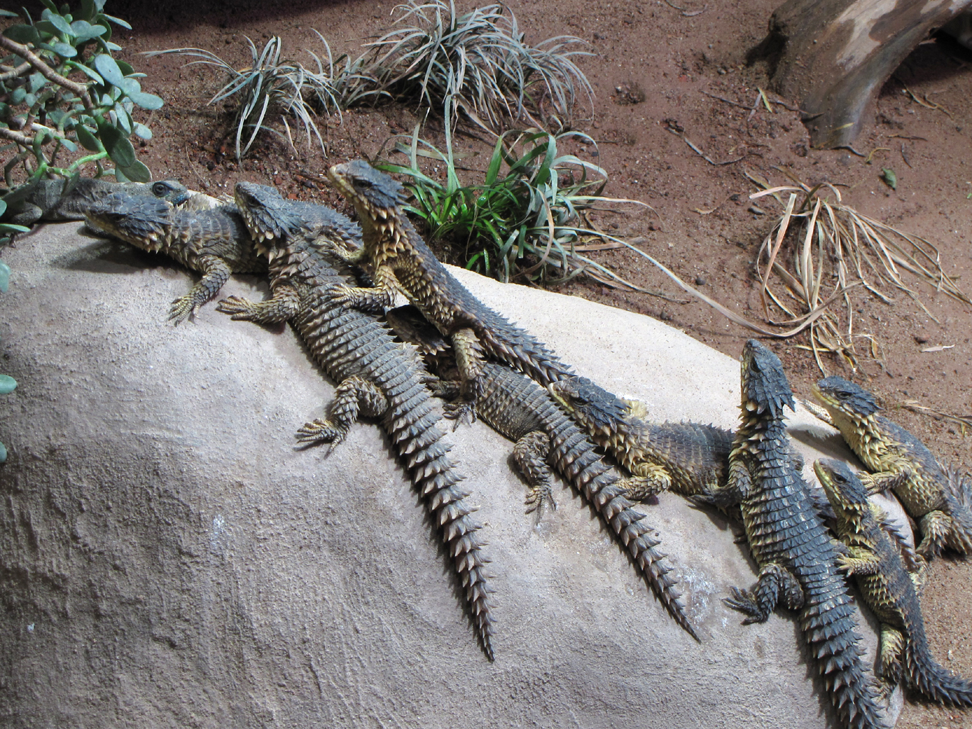 Real Monstrosities: Sungazer