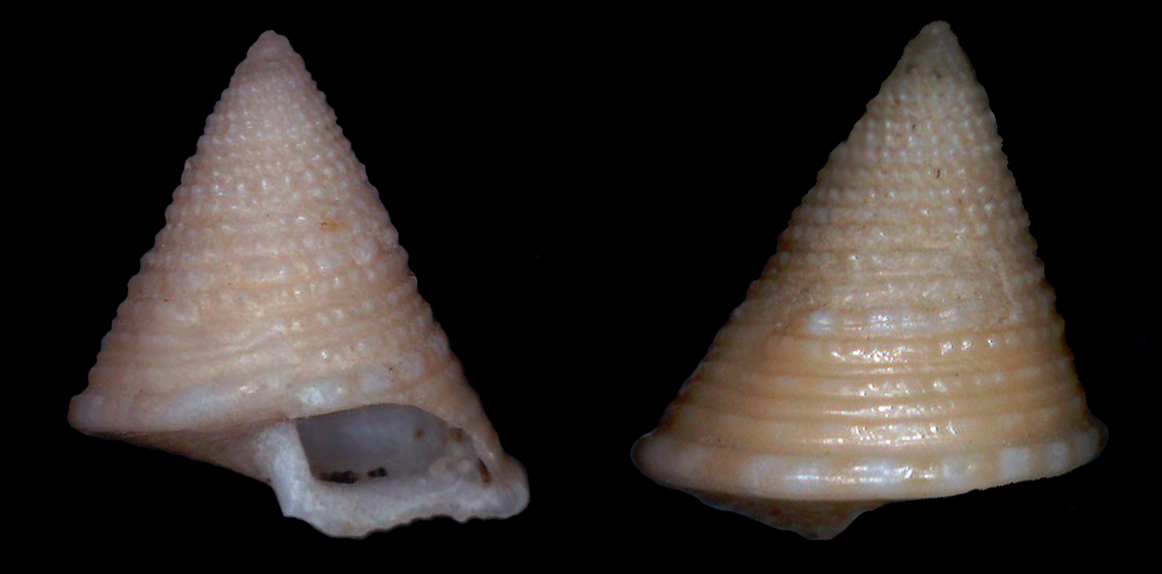 MALACOLOGÍA MEDITERRÁNEA: Calliostomas
