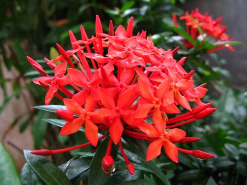 93+ Baru Gambar Bunga Melati Merah, Gambar Bunga