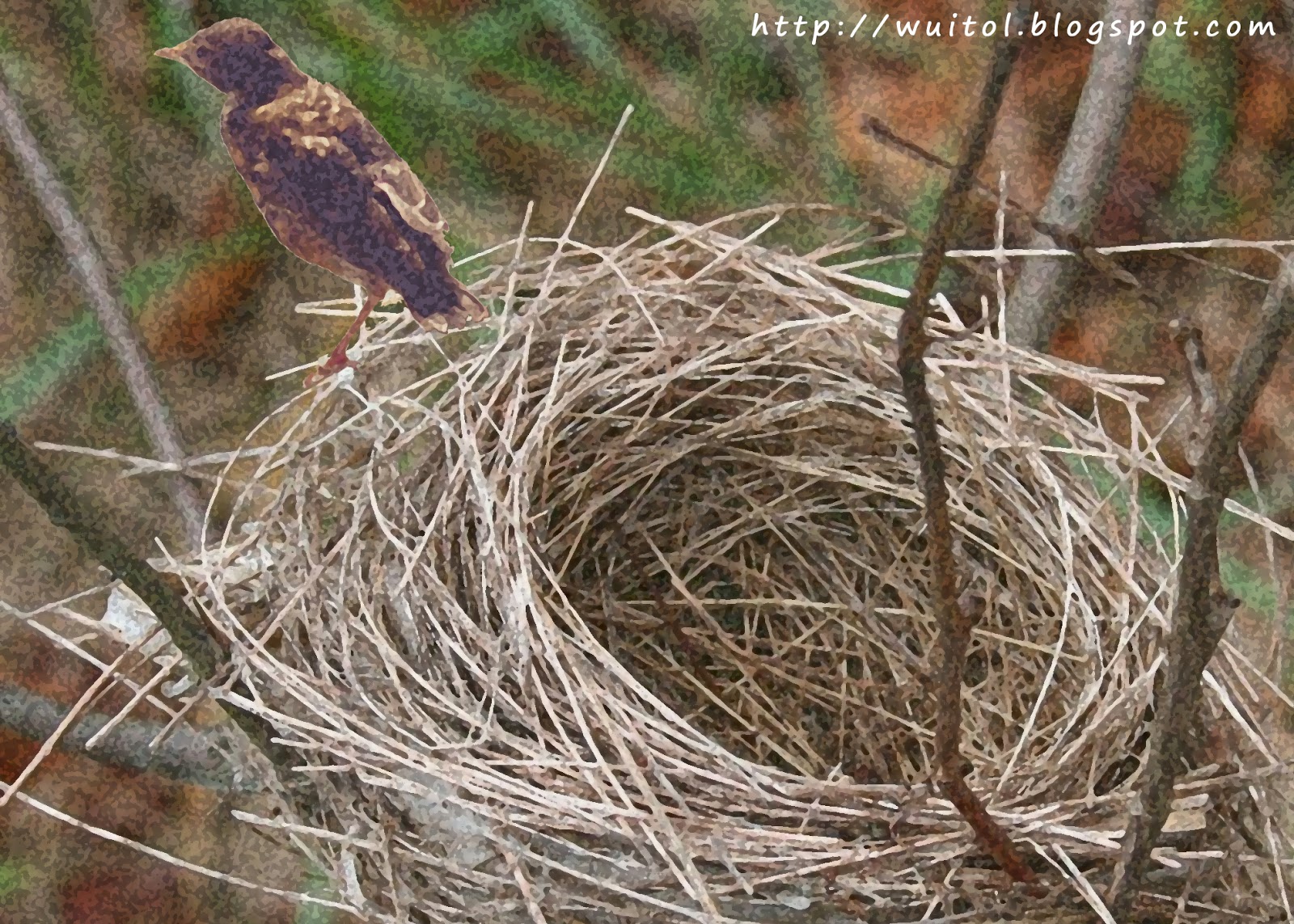 MI DULCE MEMORIA: Volar del nido