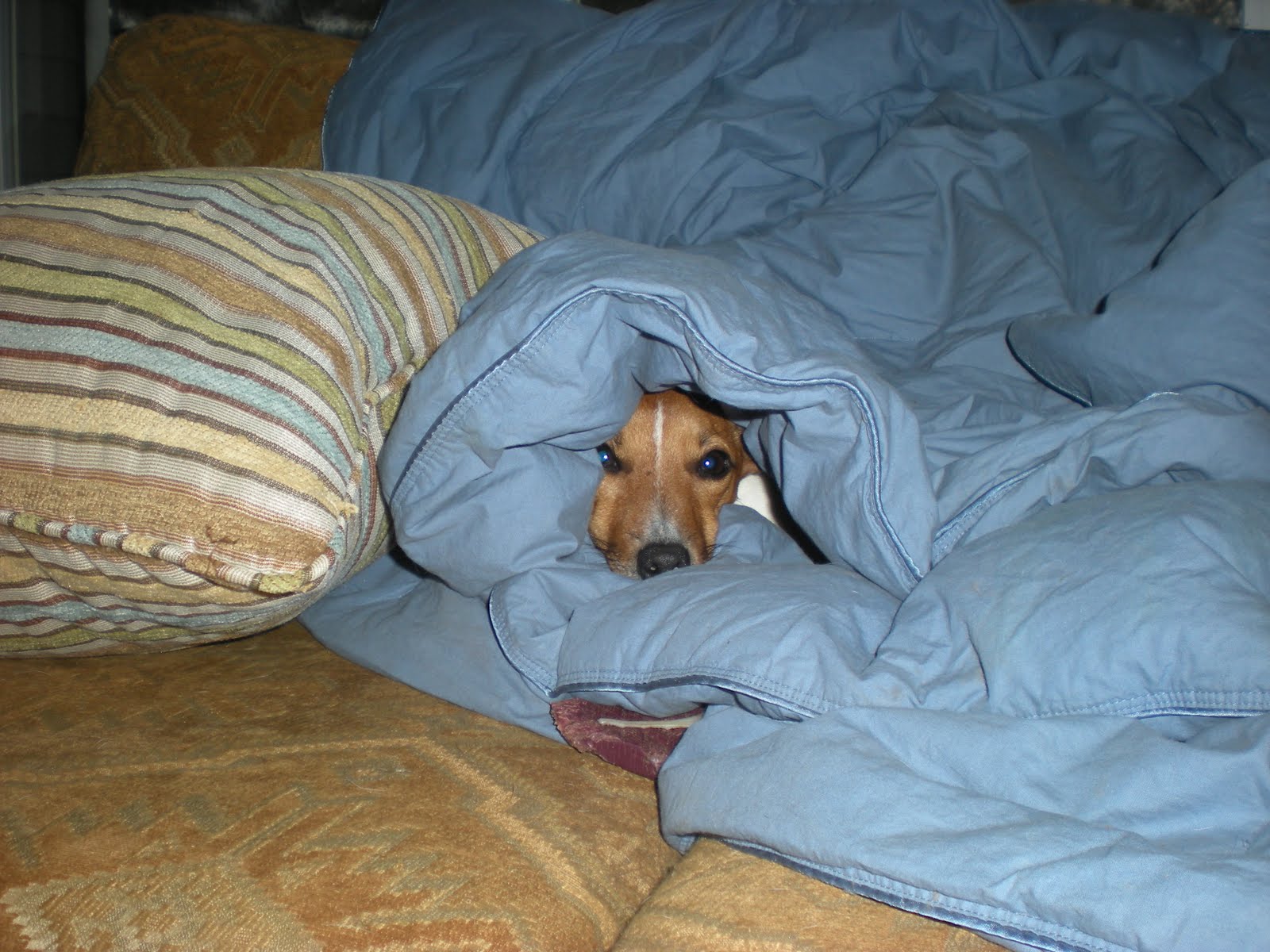 Camp Runamuck: Those Devious Donkeys!