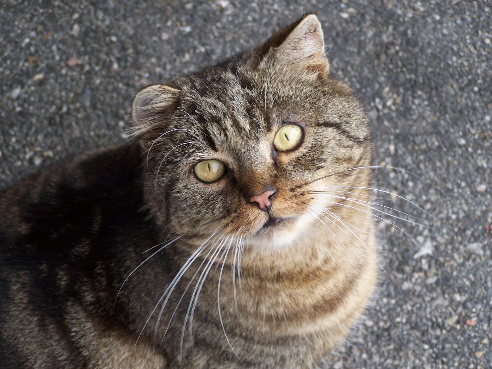 LEBENSTAGE/WALDVIERTELTAGE: SCHNORRER