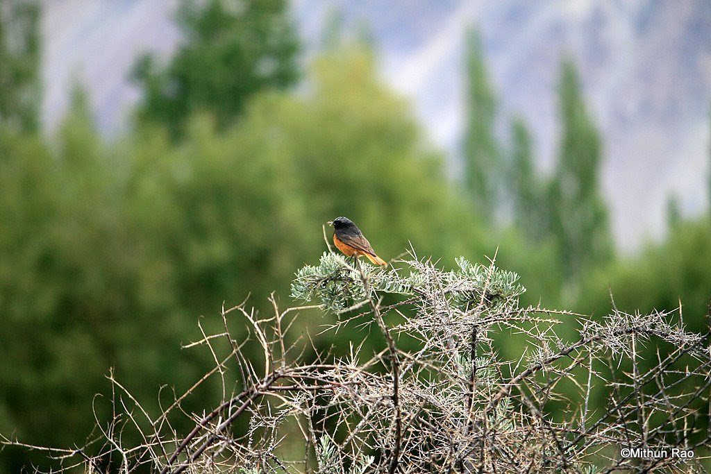 Mithun: Bird Photography