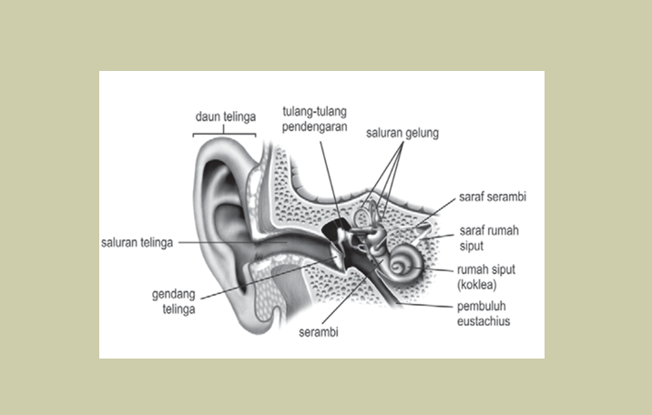 Sistem Indera dan Alat Indera Pada Manusia