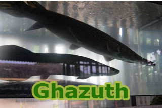 Arapaima Gigas The Giant Fish From Amazon | GHAZUTH