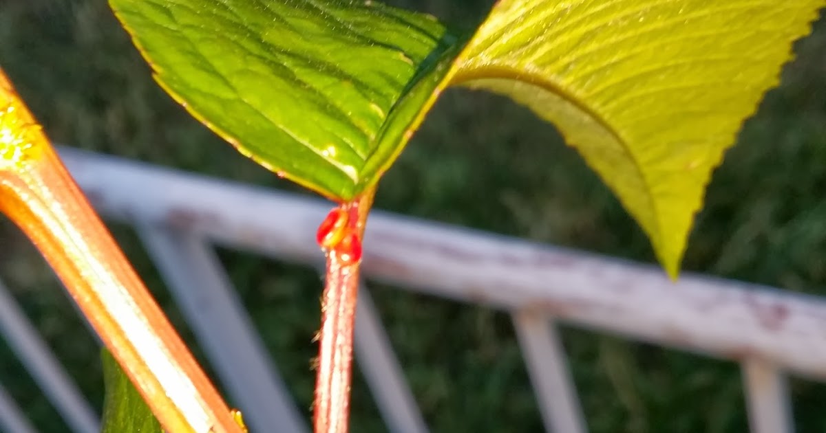Ants On Cherry Trees ~ A Canberra Vegie Garden