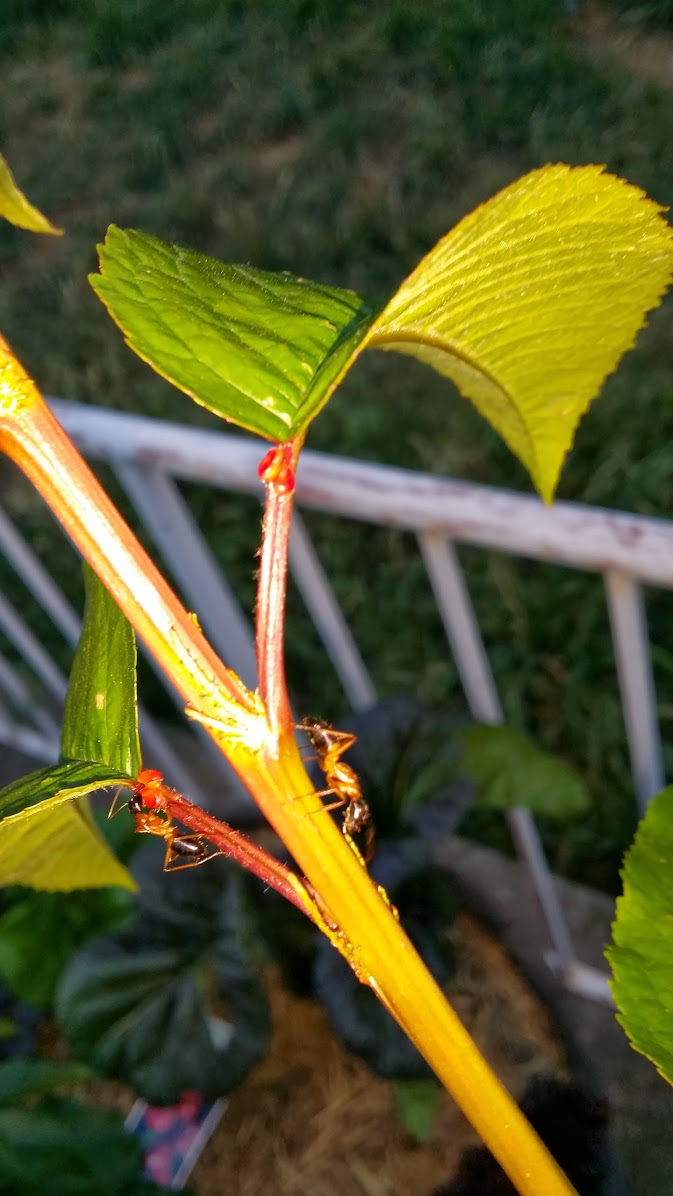 Ants On Cherry Trees ~ A Canberra Vegie Garden