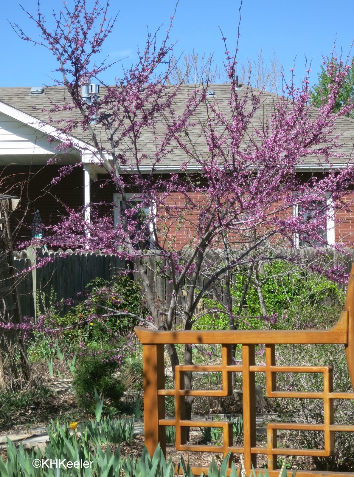A Wandering Botanist: Plant Story--the Striking Eastern Redbud