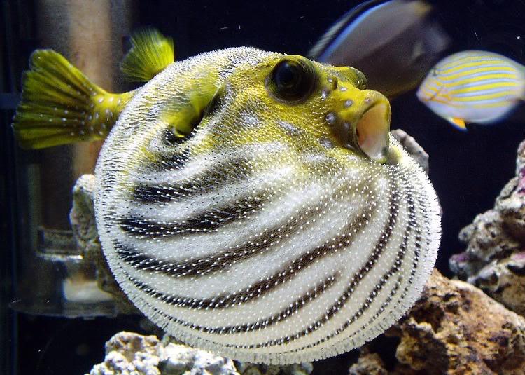 O Livro da Natureza: Peixe Balão