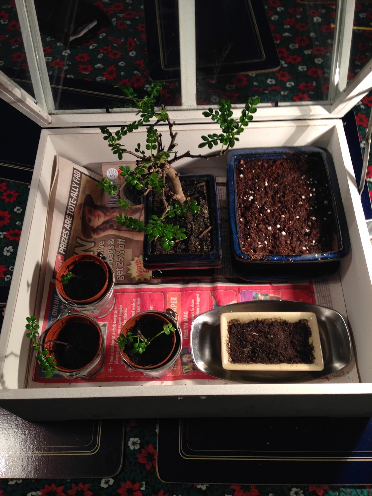 Beginning With Bonsai