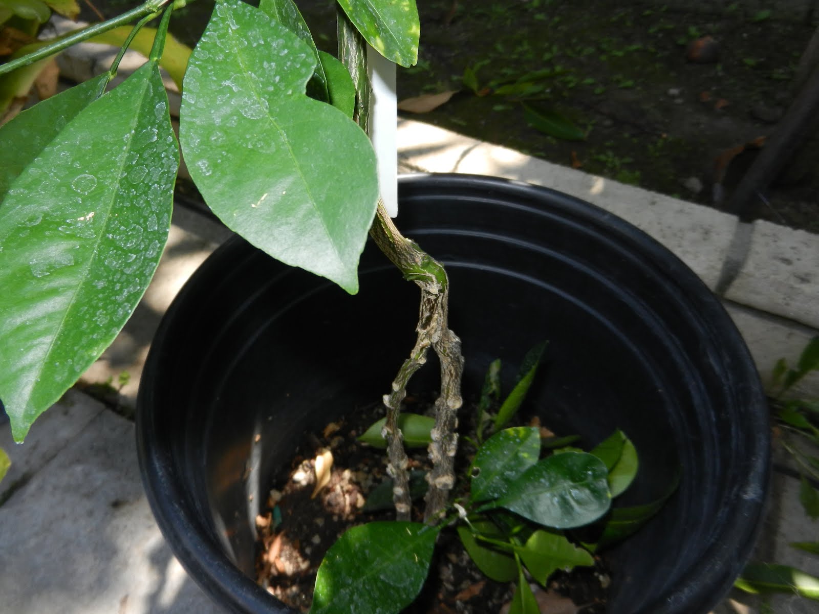 double-root-stock-technology-how-to-make-a-double-root-stock-plant
