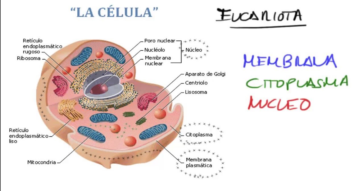 Anatomia Aplicada Bloque 1 La CÉlula