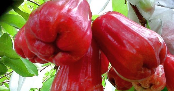 Tips Menanam Jambu Demak yang Manis dan Berkualitas Tinggi - Rumah Petani