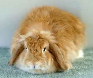 Cashmere Lop