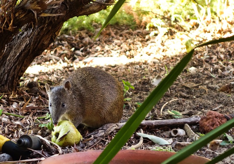the indolent cook: quick pear and lime jam