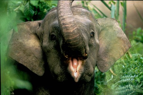 Borneo Pygmy Elephant