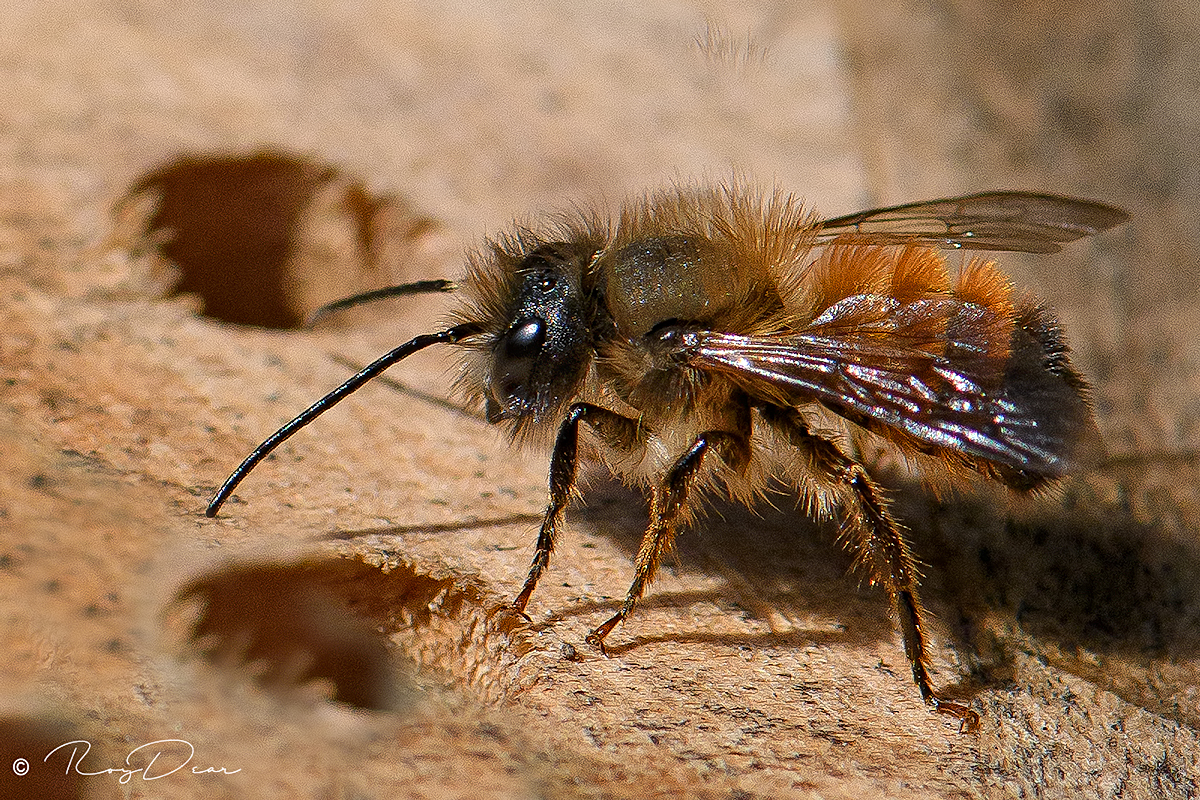 Foto's: Rosse metselbij