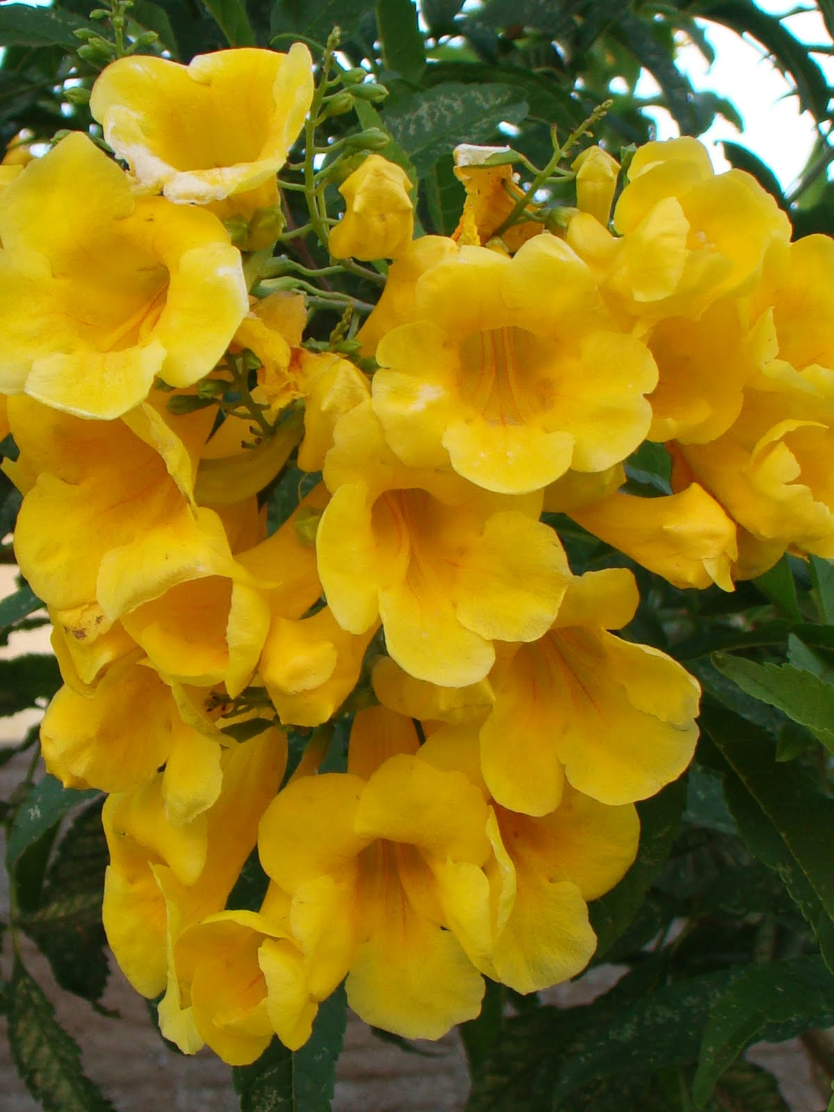 Alamanda Arte Pedagógica: Alamanda