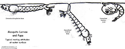 Living with Nature - School on Blog by Dr. Abercio V. Rotor: The ...