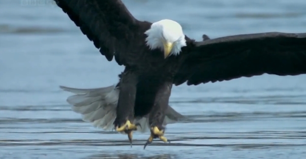 White Wolf : American Bald Eagle catches a salmon out of the water in ...