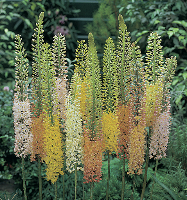 Eremurus, una planta elegante.