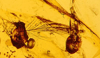 PATRIMOINE - LIBANAIS par J. K: L’ambre libanais, formidable machine à ...